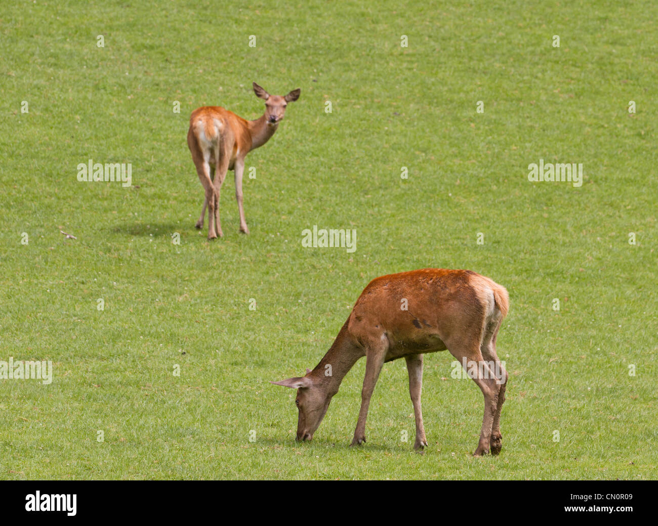 Largest deer species hi-res stock photography and images - Alamy