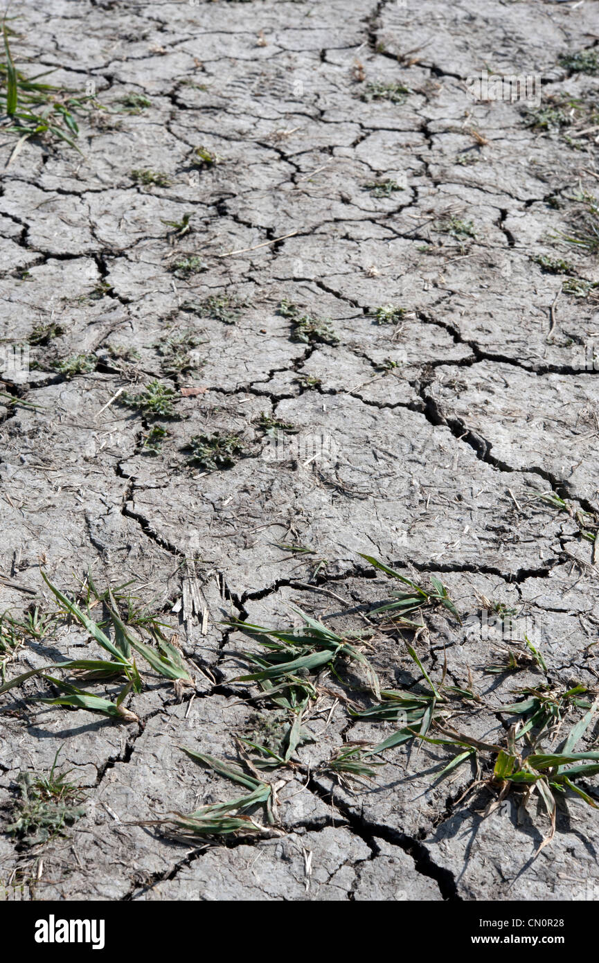 Cracked earth dried up in a drought with grass struggling to survive ...