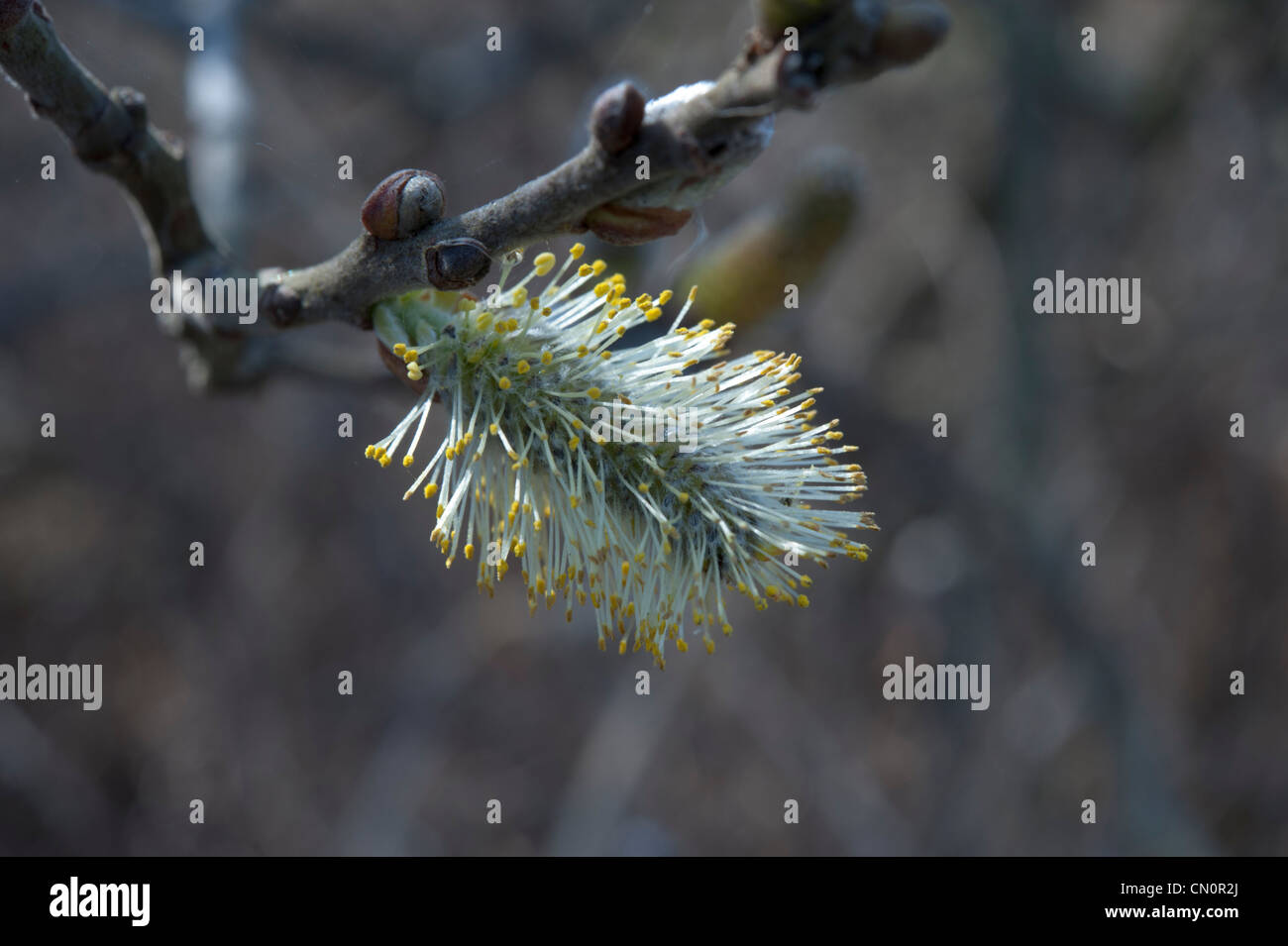 Catkin buds hi-res stock photography and images - Alamy