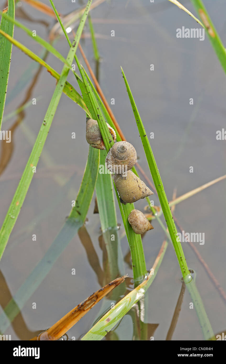 Littoraria hi-res stock photography and images - Alamy