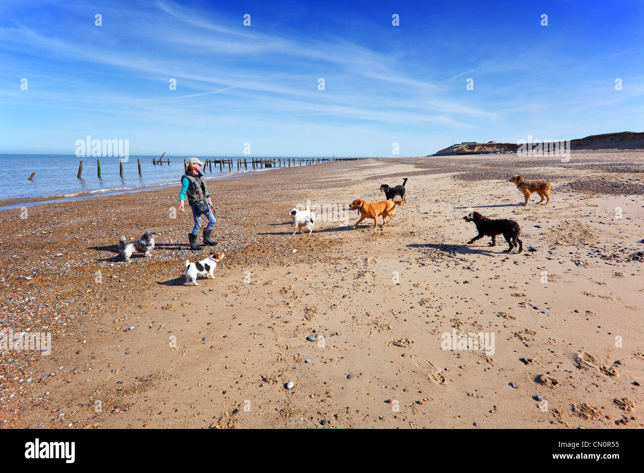 A group of rescue dogs playing on the beach with the handler, North ...