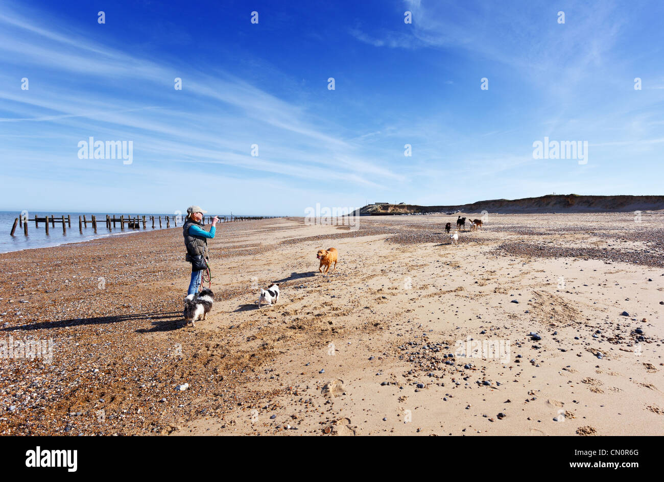 A group of rescue dogs playing on the beach with the handler, North ...