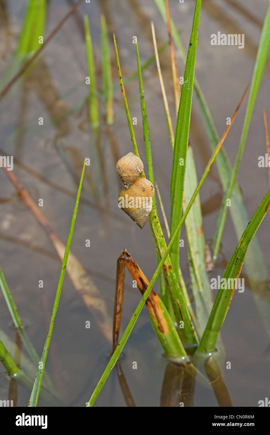 Marsh Periwinkle, Littoraria irrotata Stock Photo - Alamy