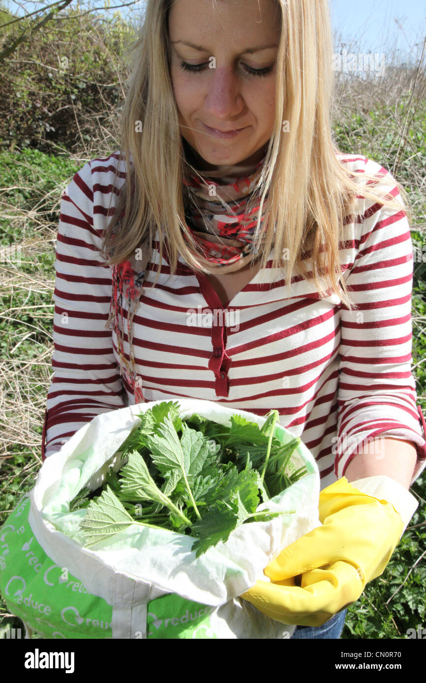 Woman foraging for stinging nettles in English countryside Stock Photo ...