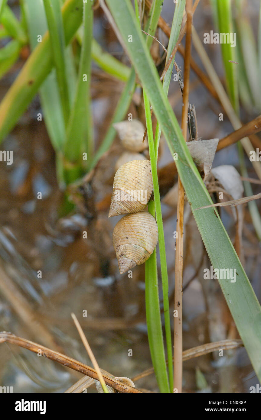Marsh Periwinkle, Littoraria irrotata Stock Photo - Alamy