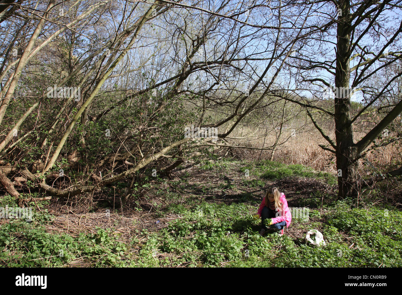 A woman foraging for nettles in a wooded park land Stock Photo - Alamy