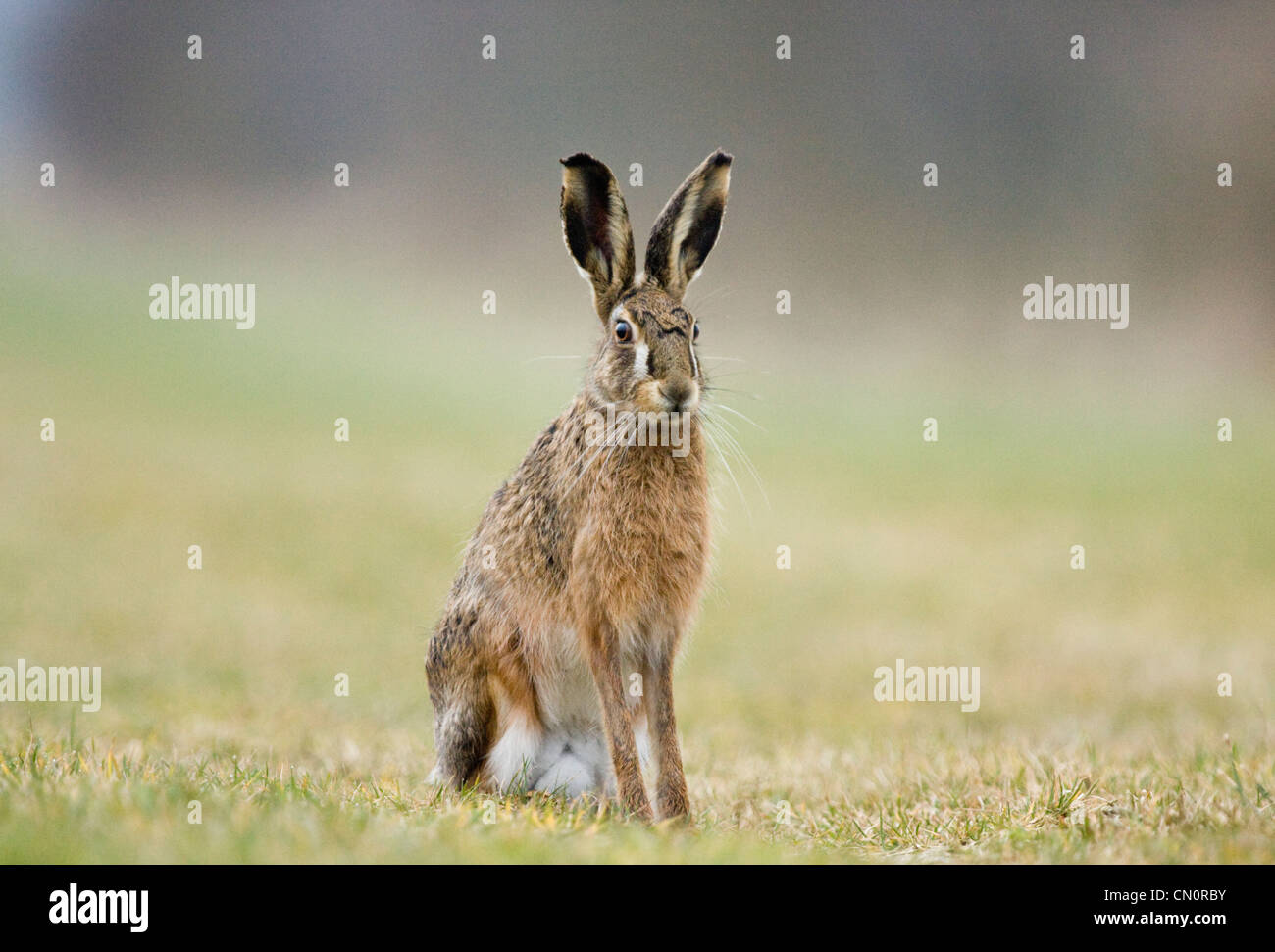 Hare hi-res stock photography and images - Alamy