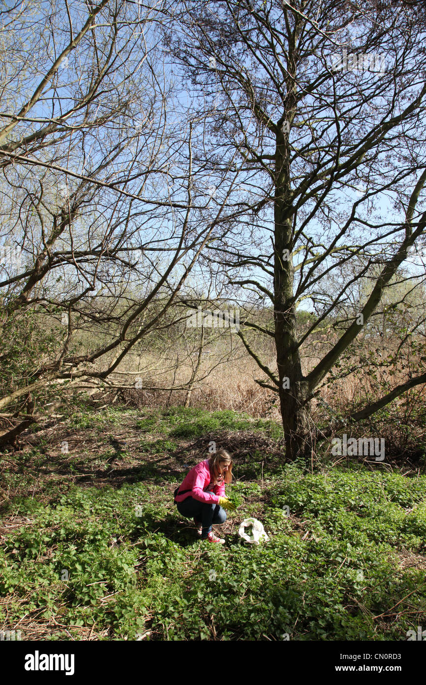 A woman foraging for nettles in a wooded park land Stock Photo - Alamy