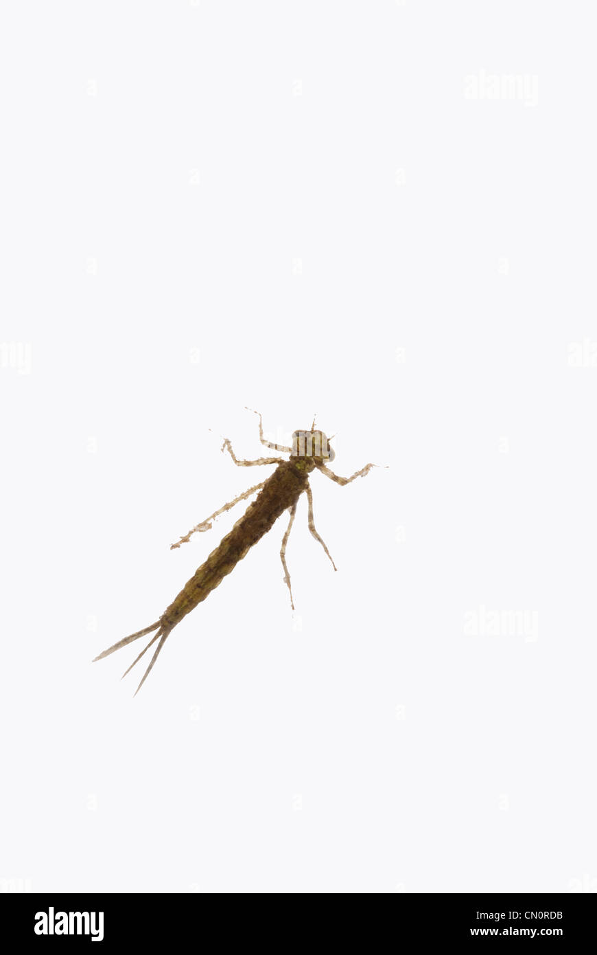 Mayfly nymph hi-res stock photography and images - Alamy