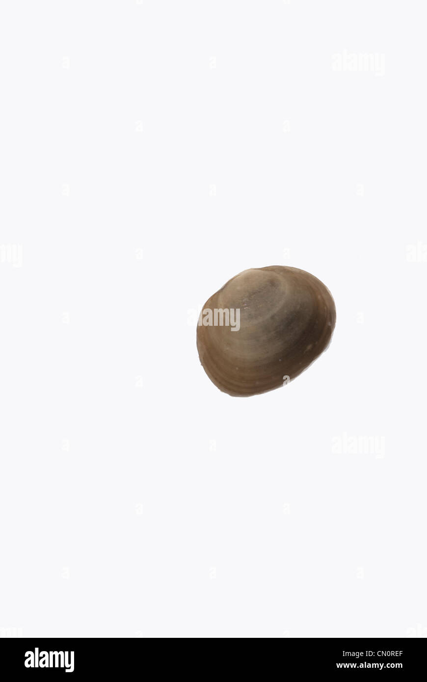 Pisidium tenuilineatum hi-res stock photography and images - Alamy