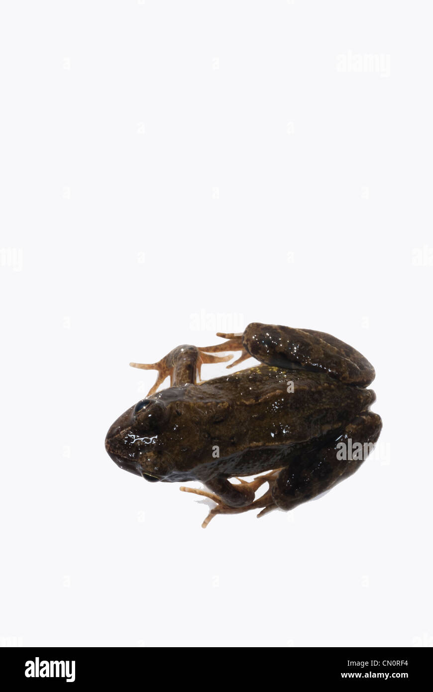 cut out of common frog - Rana temporaria Stock Photo - Alamy