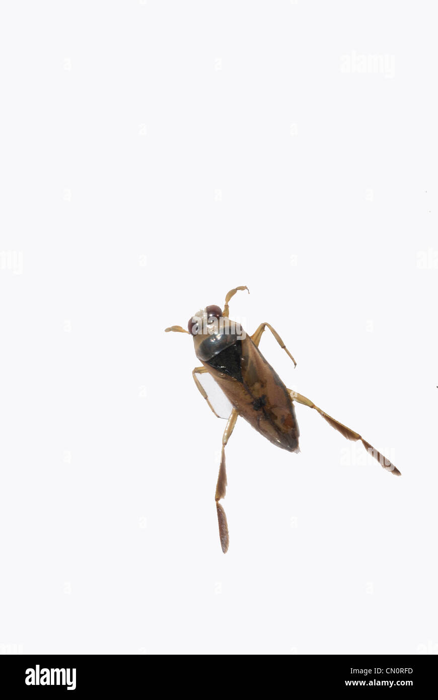 Cut out of Greater Water boatman - Notonecta glauca Stock Photo - Alamy