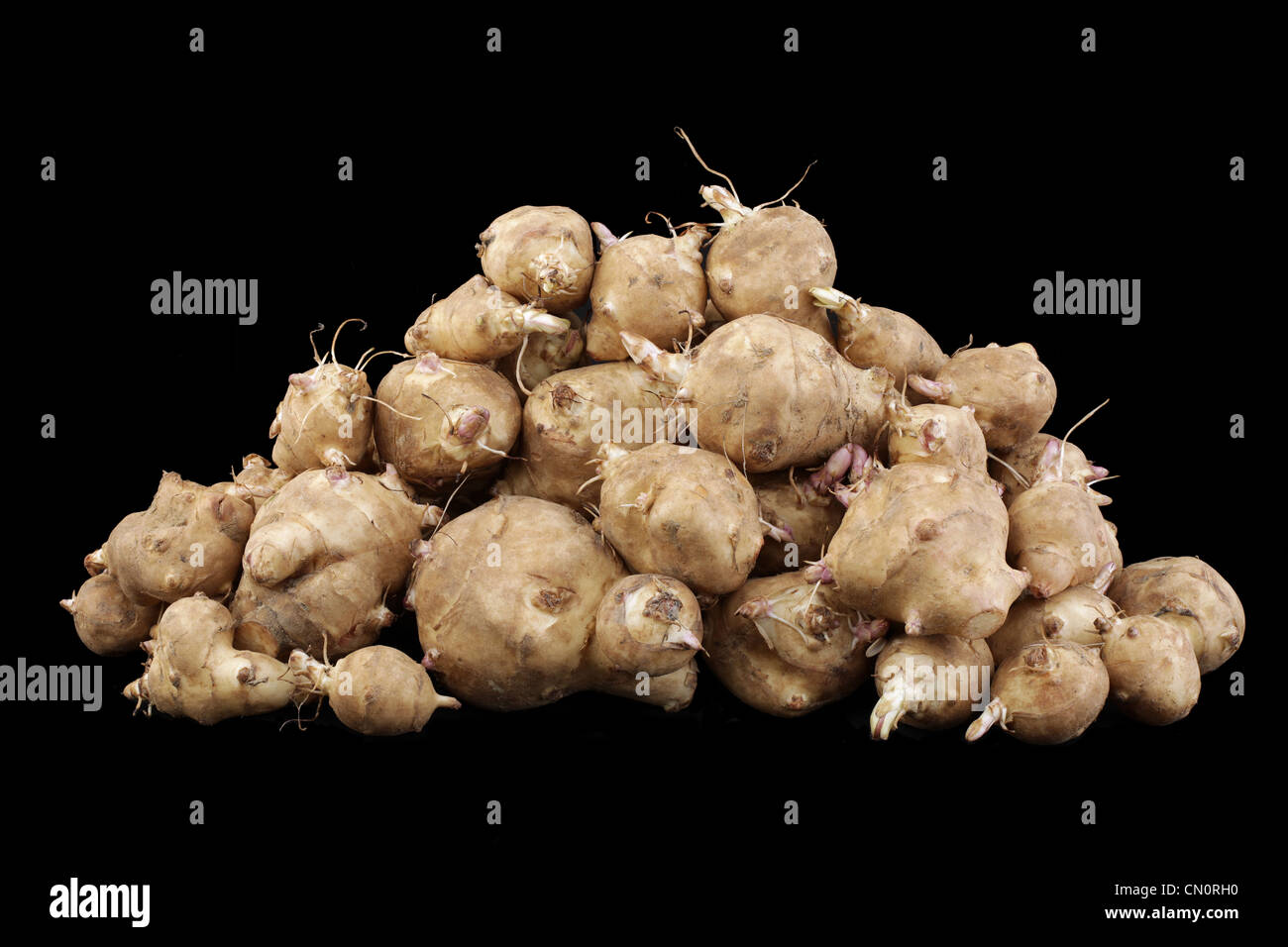 Sunroot Vegatable Isolated on Black Background, Helianthus tuberosus ...