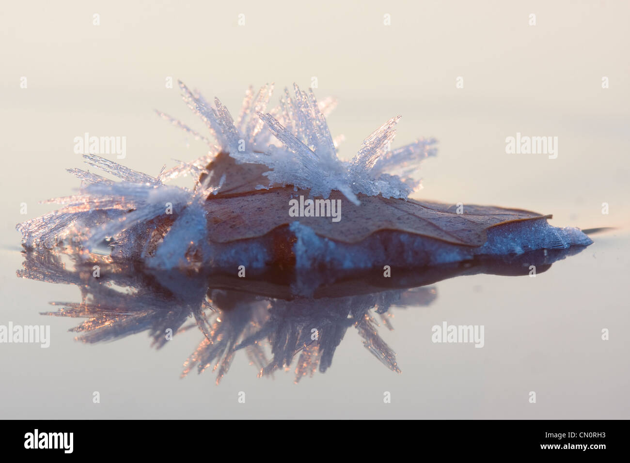 Ice crystals on an oak leaf lying on ice which is as smooth as a mirror ...