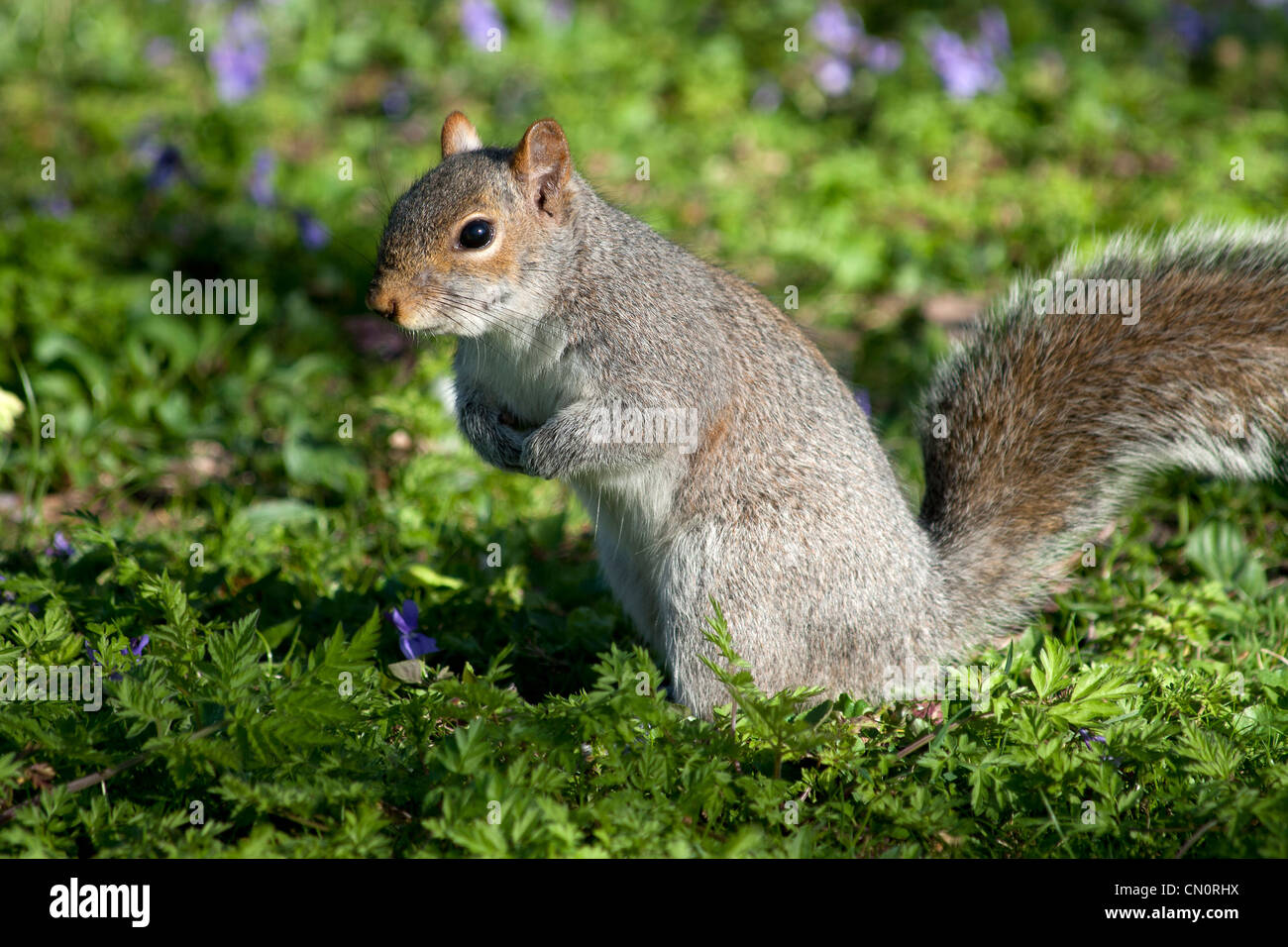 A grey squirrel Stock Photo - Alamy