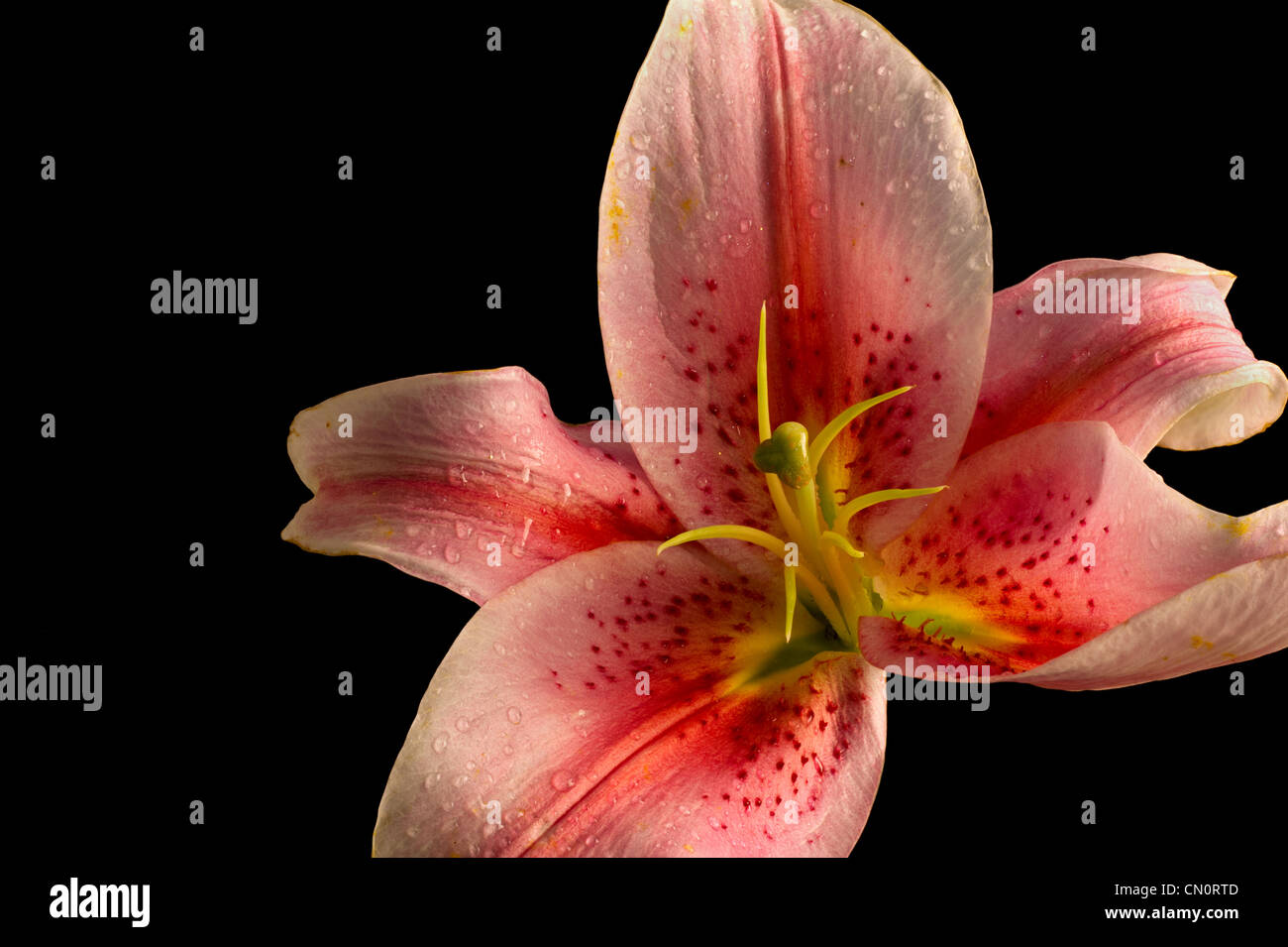 Upturned Pink Stargazer lily flower, close-up, isolated on black Stock ...
