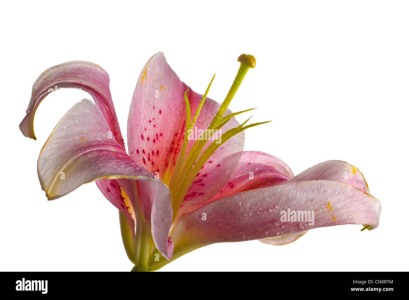 Upturned Pink Stargazer lily flower, close-up, isolated on black Stock ...