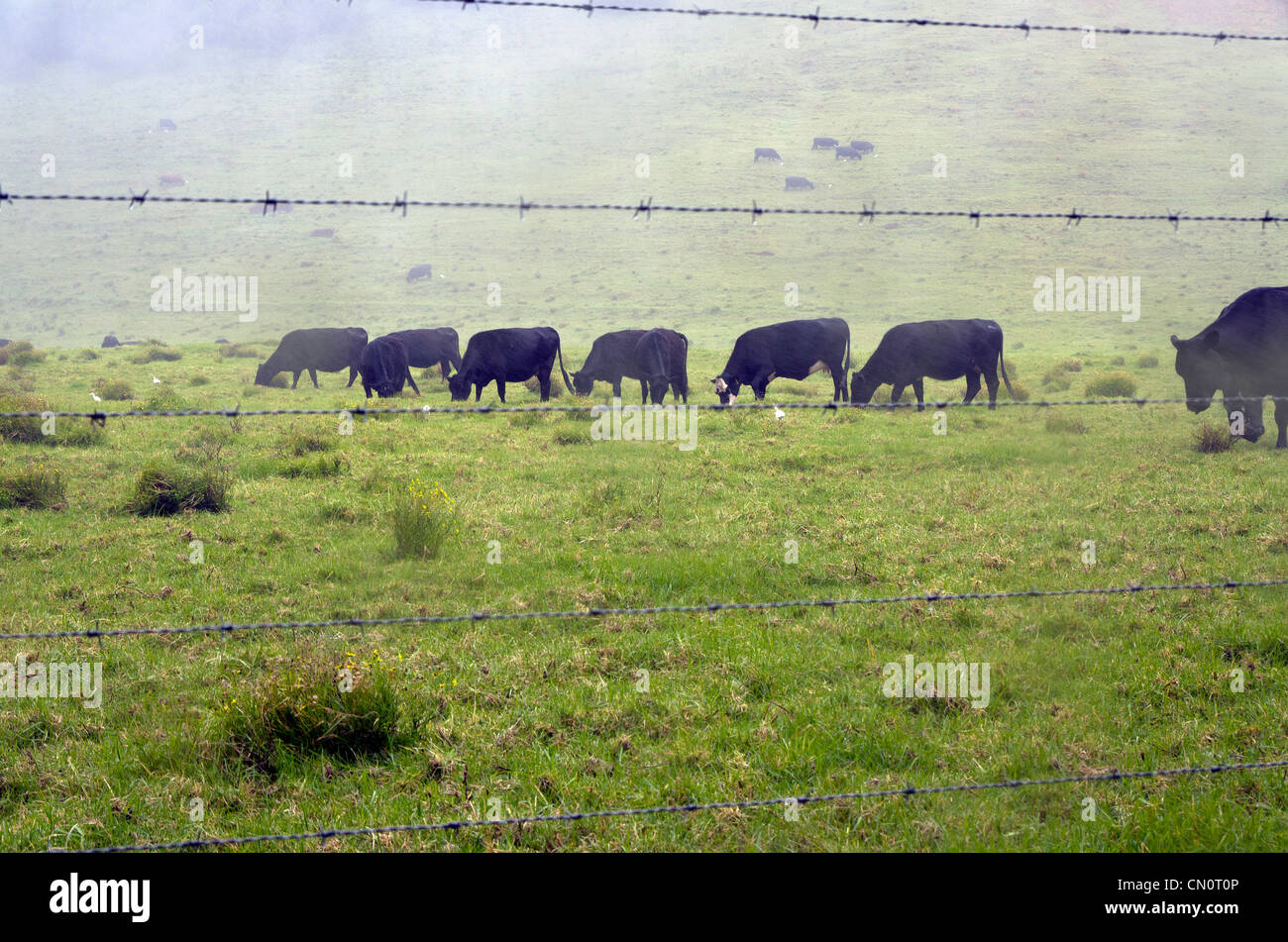 Kohala coast hawaii hi-res stock photography and images - Alamy