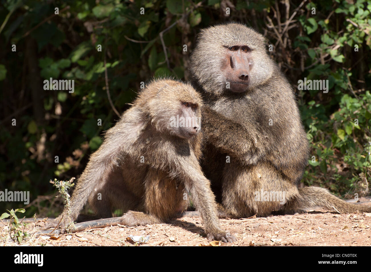 Wild Baboons grooming in bush Tanzania Serengeti East Africa Stock ...