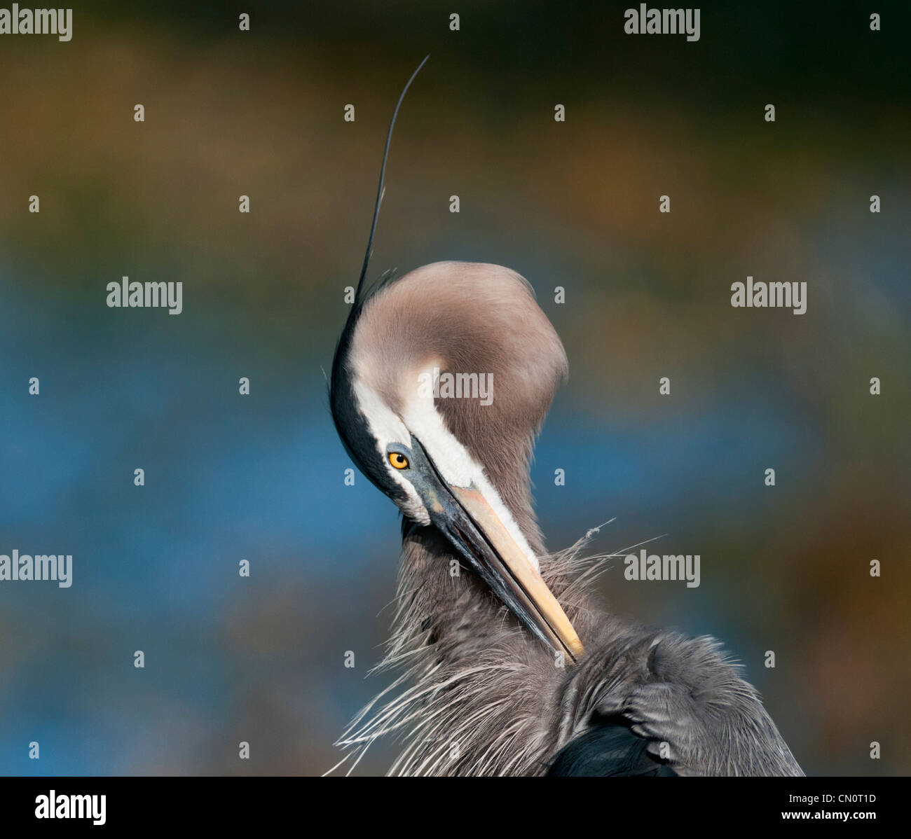 Great Blue Heron Preening Stock Photo - Alamy