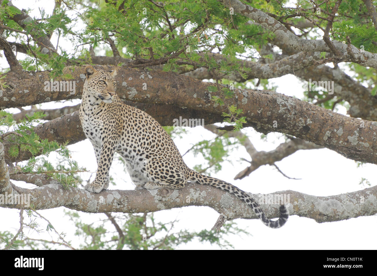 Leopard Standing High Resolution Stock Photography and Images - Alamy