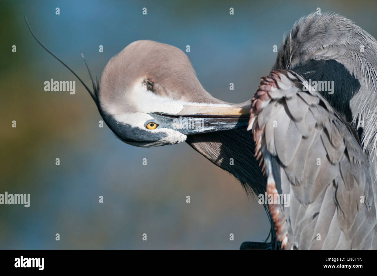 Great blue heron wildlife hi-res stock photography and images - Alamy