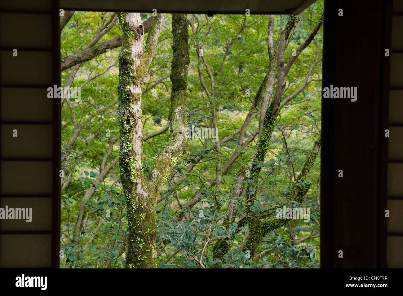 Japanese forest architecture hi-res stock photography and images - Alamy