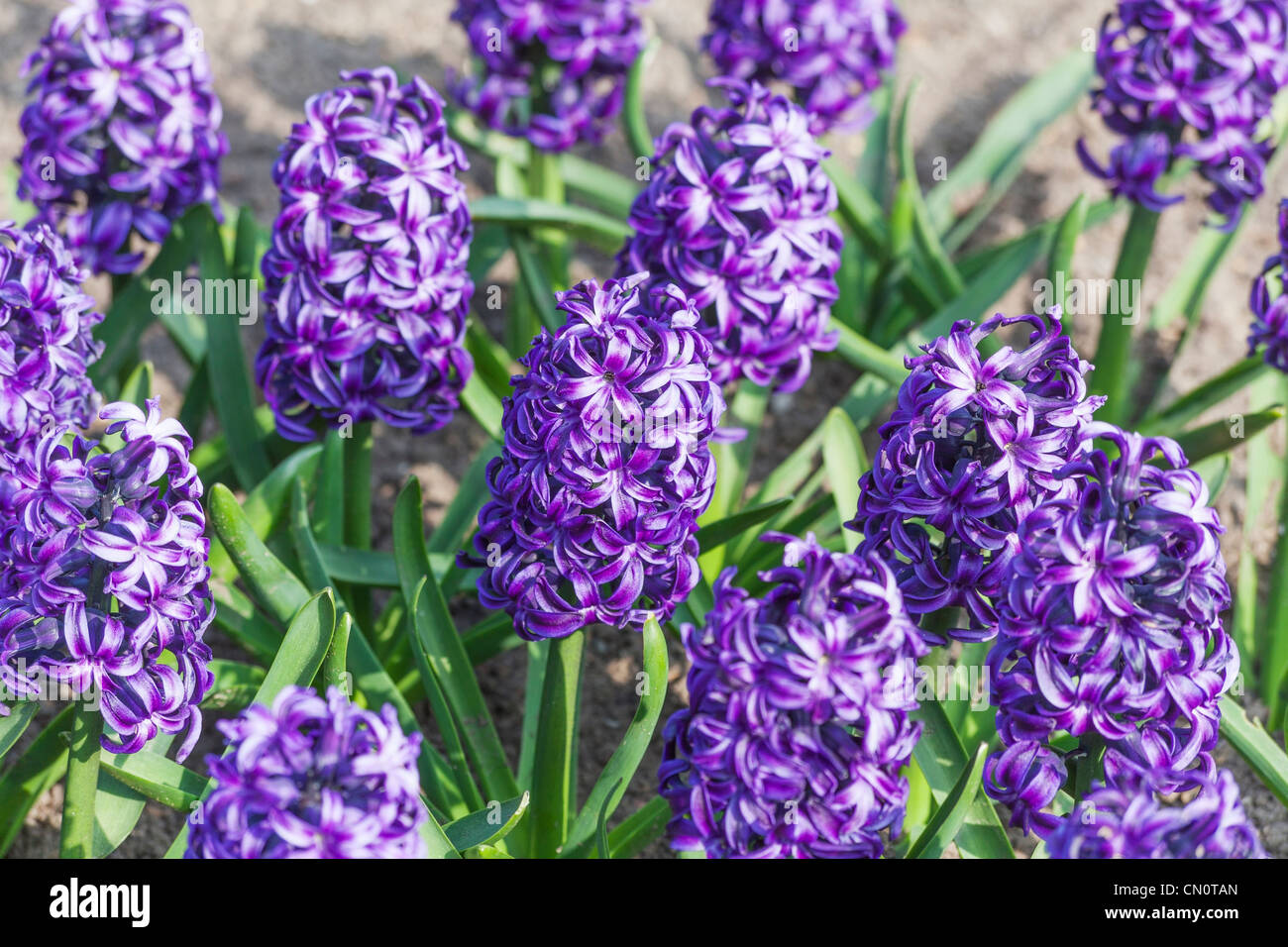 The purple Hyacinth Aida (Hyacinthus orientalis Aida Stock Photo - Alamy