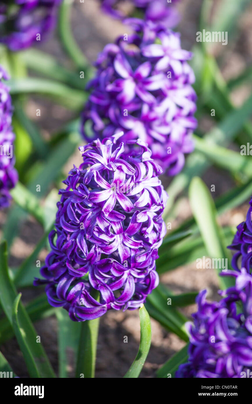 Hyacinthus orientalis aida hi-res stock photography and images - Alamy