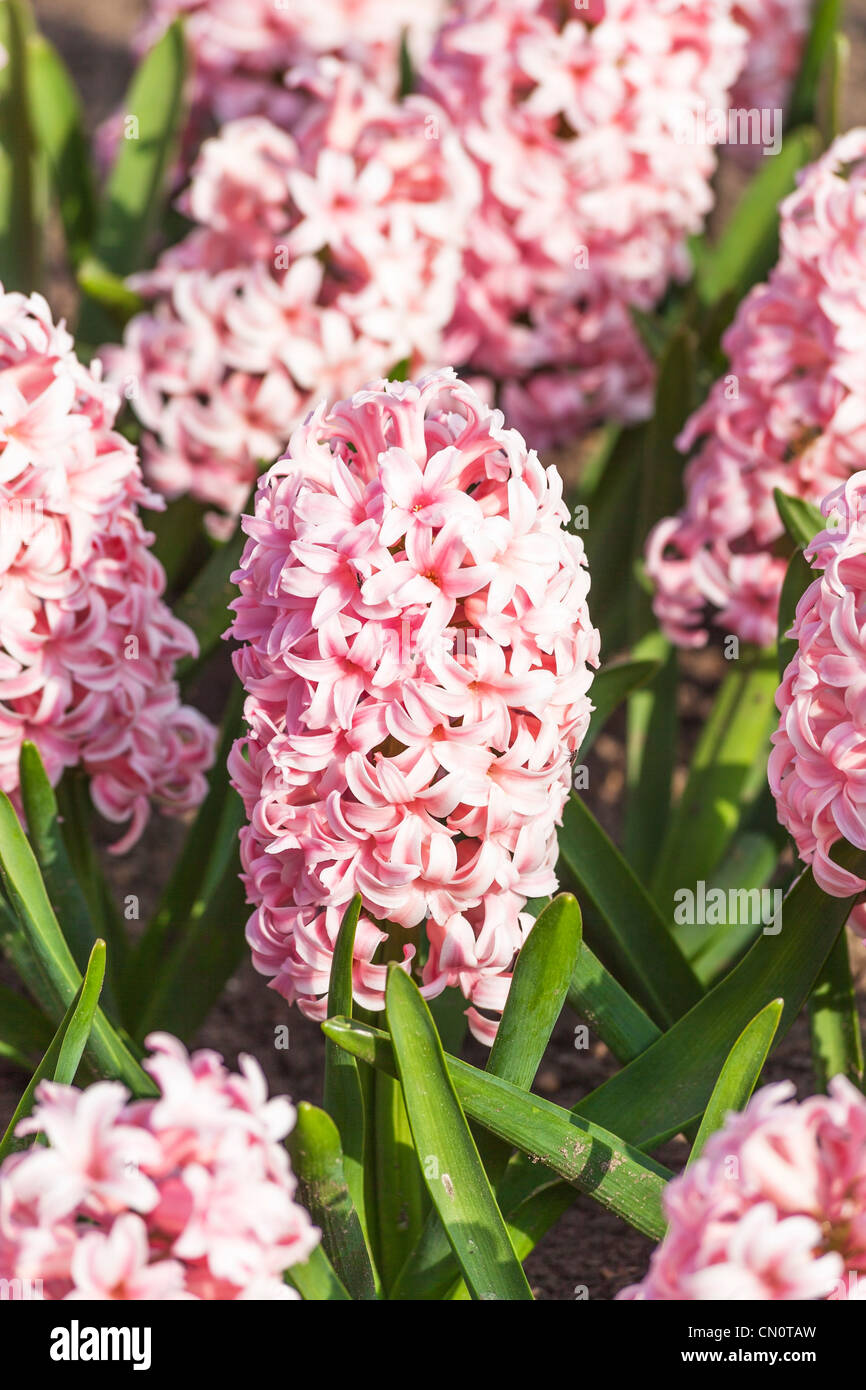 The pink Hyacinth Dynasty (Hyacinthus orientalis Dynasty Stock Photo - Alamy