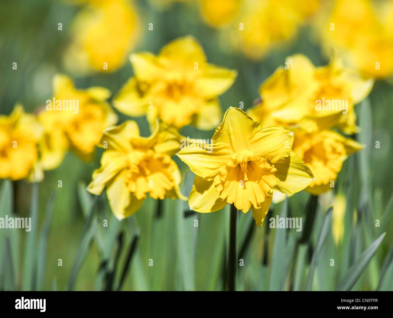 Bright yellow daffodils in springtime Stock Photo - Alamy