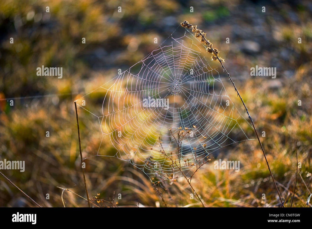Spider architecture hi-res stock photography and images - Alamy