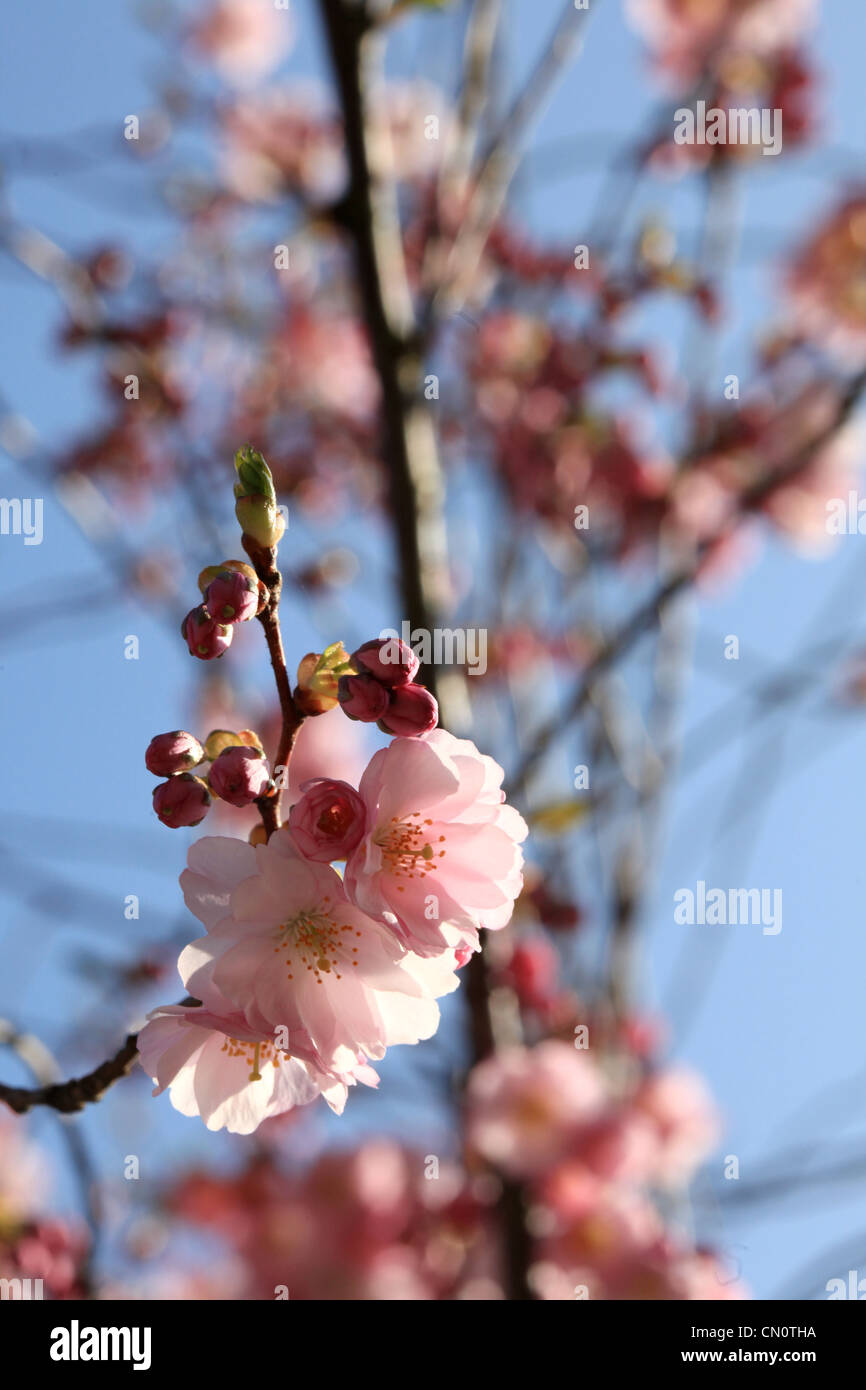 Cerasus vulgaris hi-res stock photography and images - Alamy