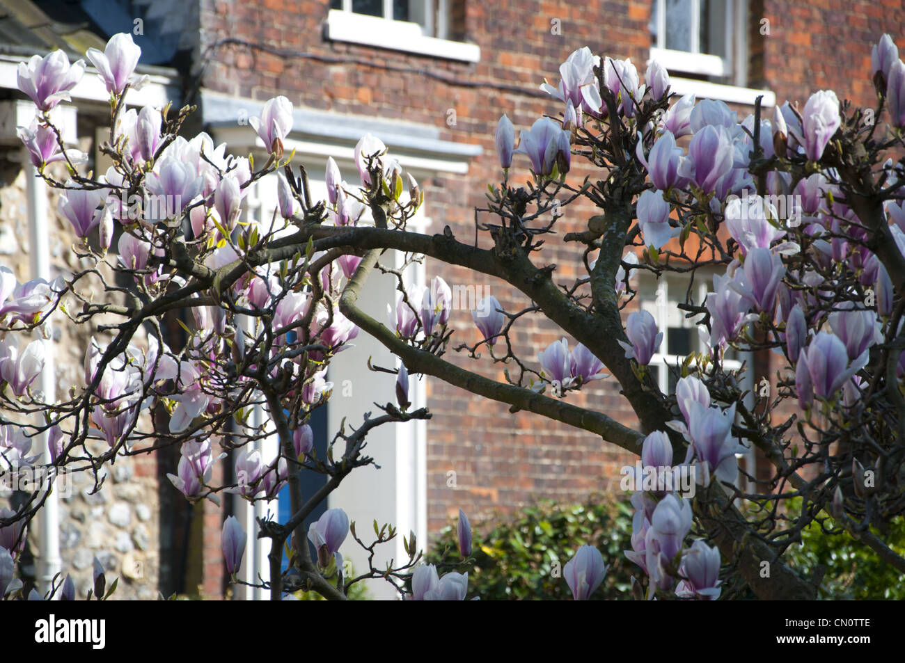 Magnolia tree Liliiflora blossom Stock Photo - Alamy