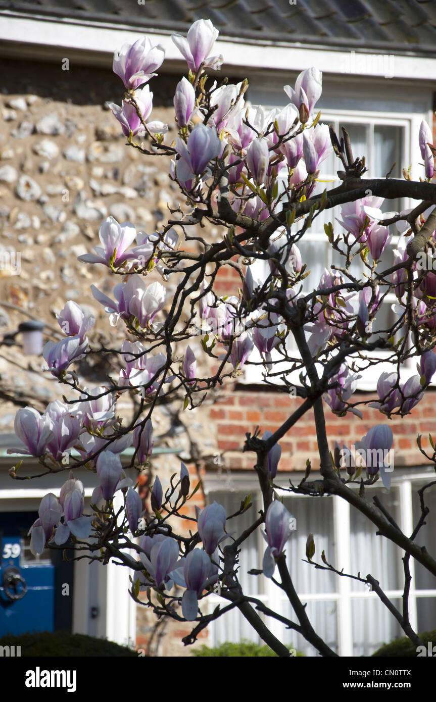 Magnolia tree Liliiflora blossom Stock Photo - Alamy