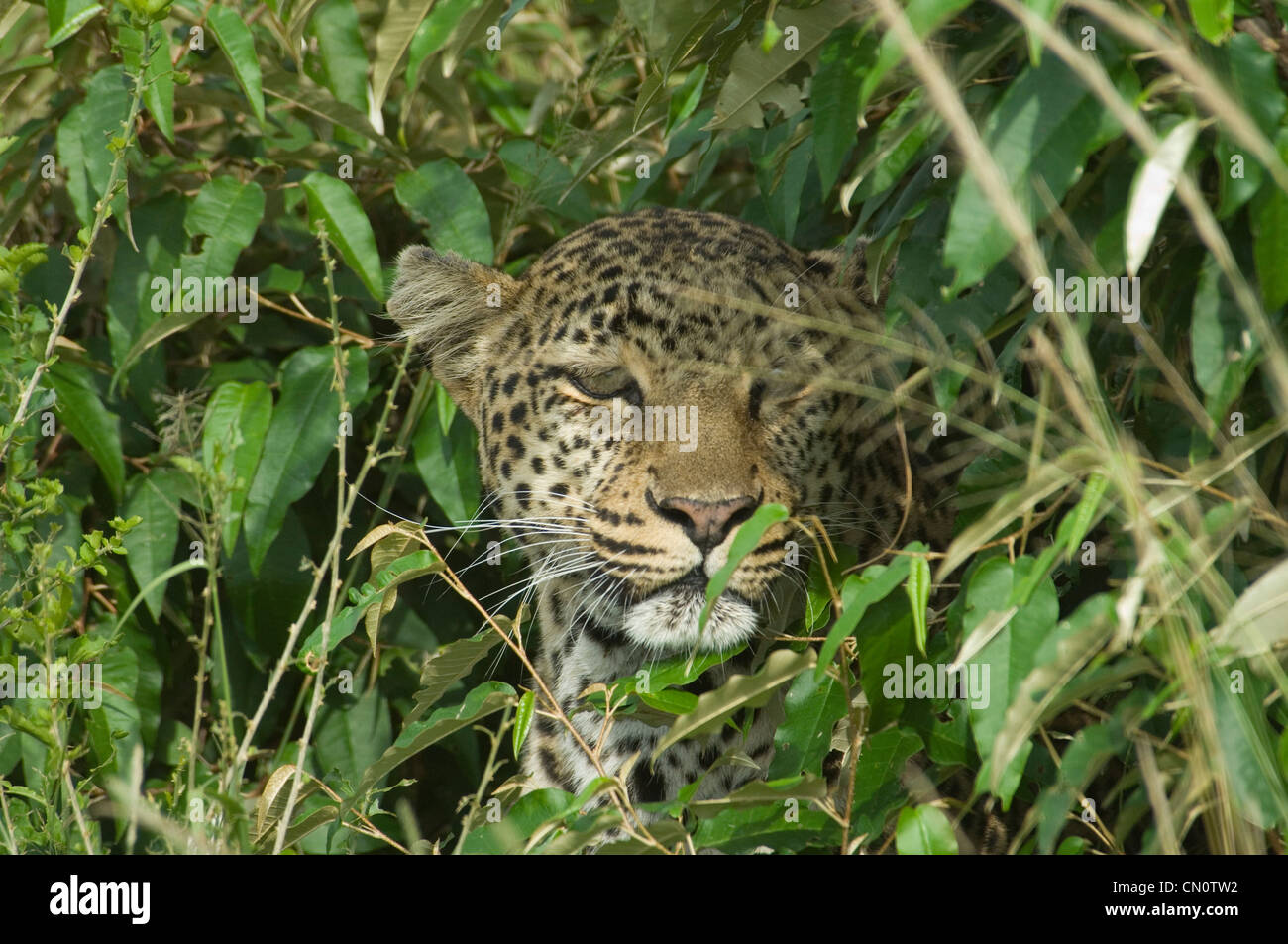Leopard peering from bushes-head shot Stock Photo - Alamy