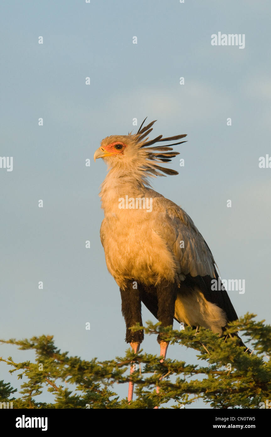 Secretary Bird Head High Resolution Stock Photography and Images - Alamy