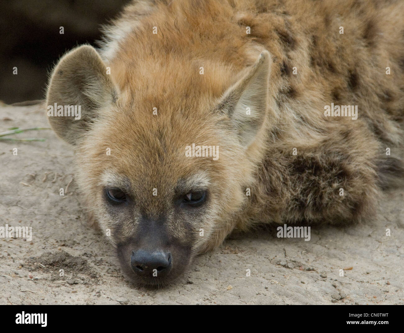 Young hyena lying by den-head shot Stock Photo - Alamy