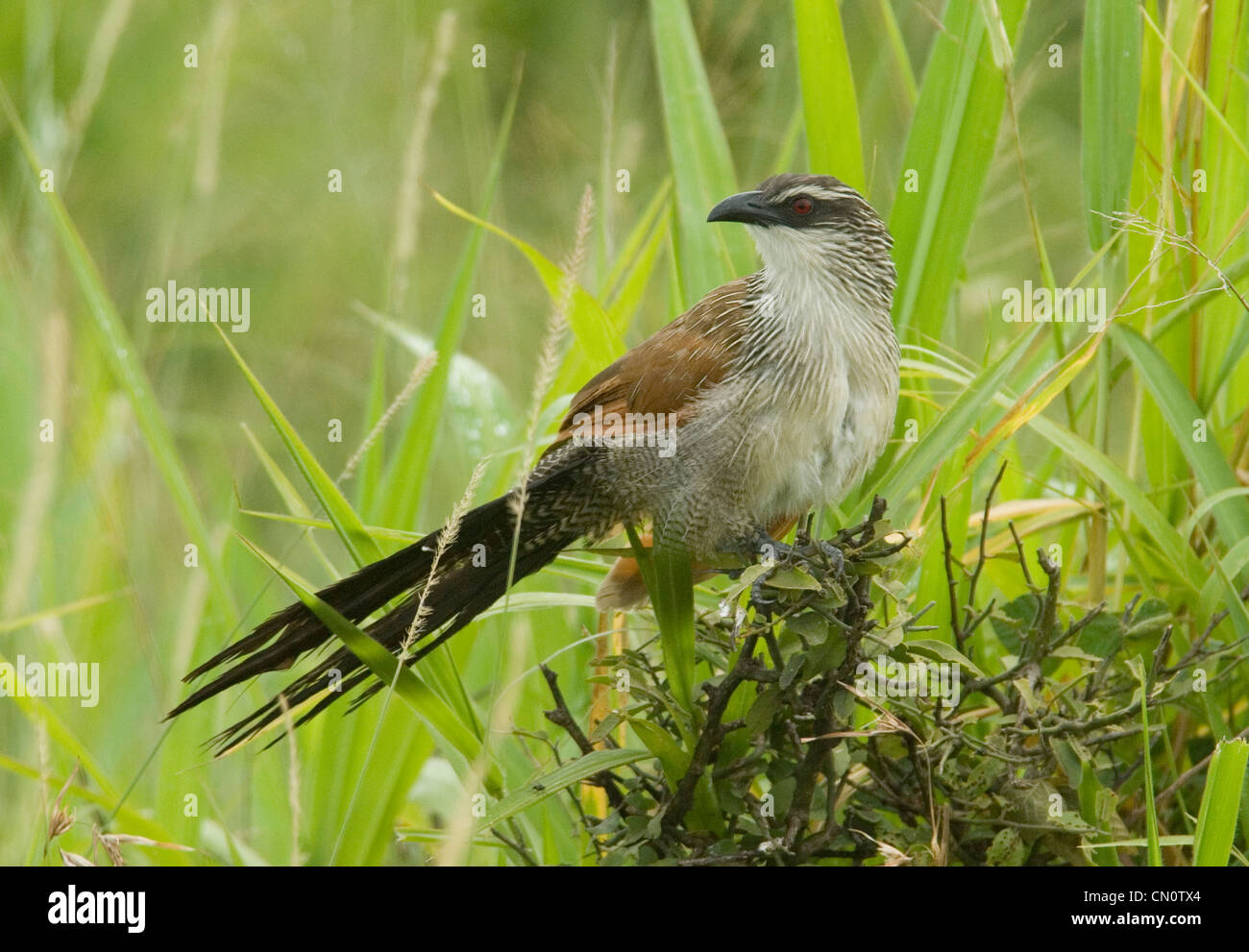 White headed mousebird colius leucocephalus hi-res stock photography ...
