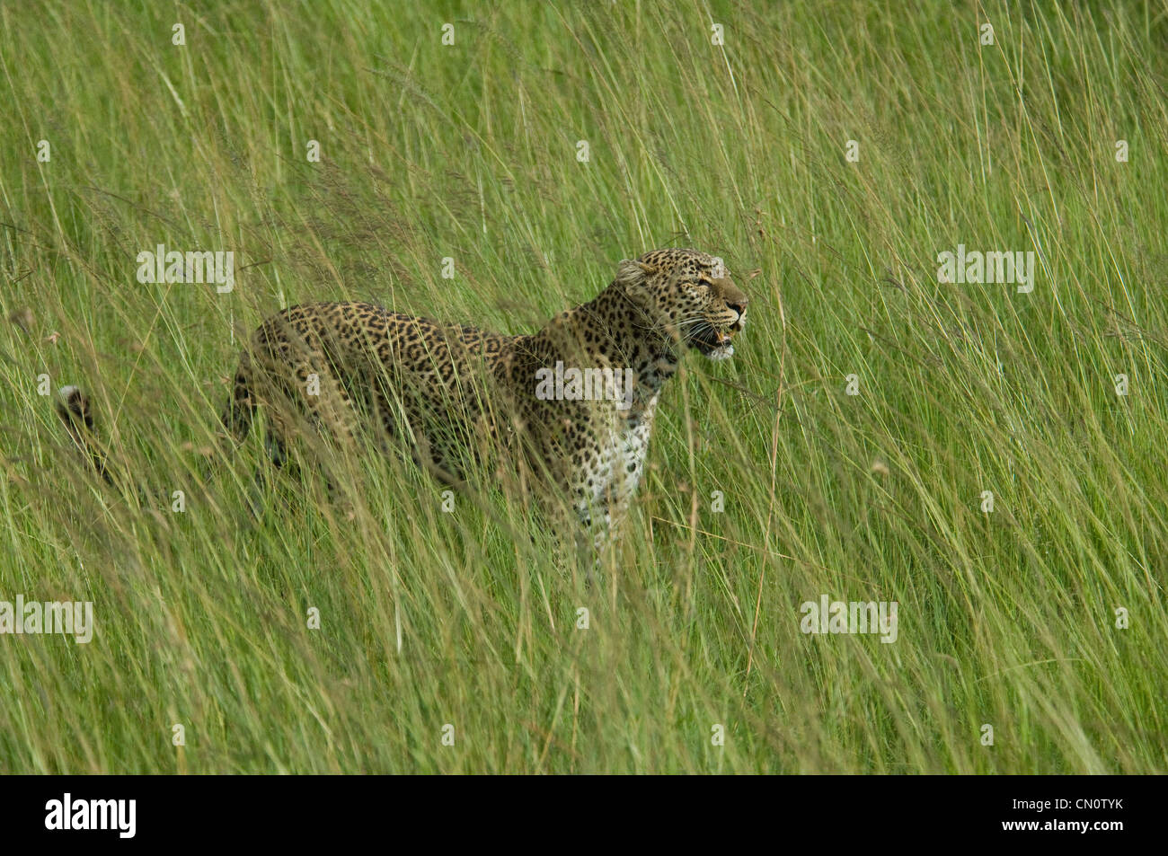 Leopard in tall grasses hi-res stock photography and images - Alamy