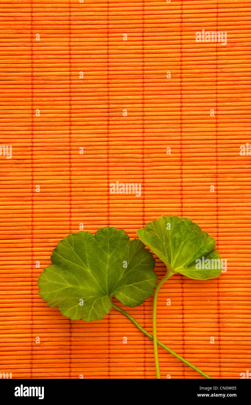 Matt straw hi-res stock photography and images - Alamy