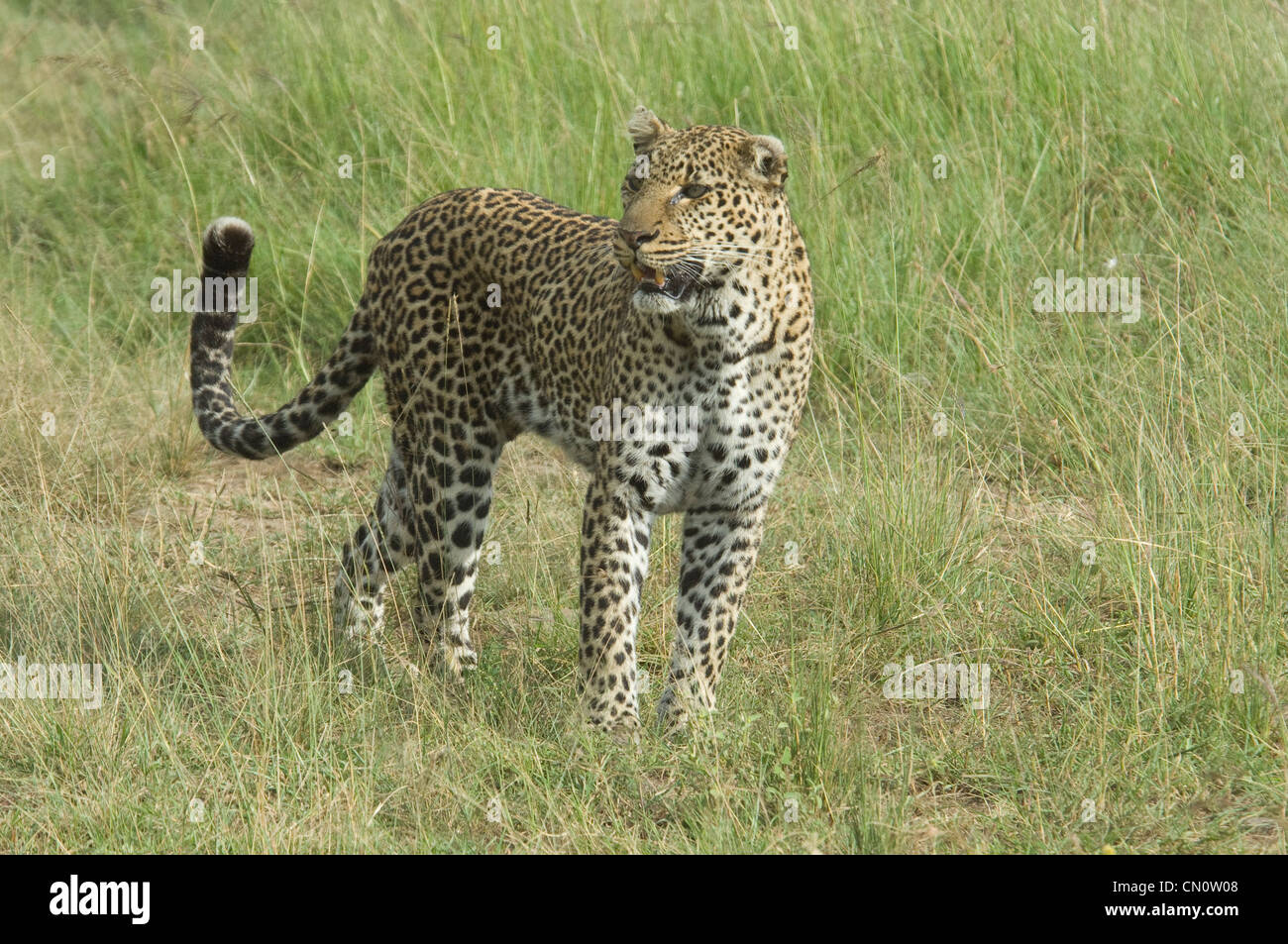 Leopard standing in plains Stock Photo - Alamy