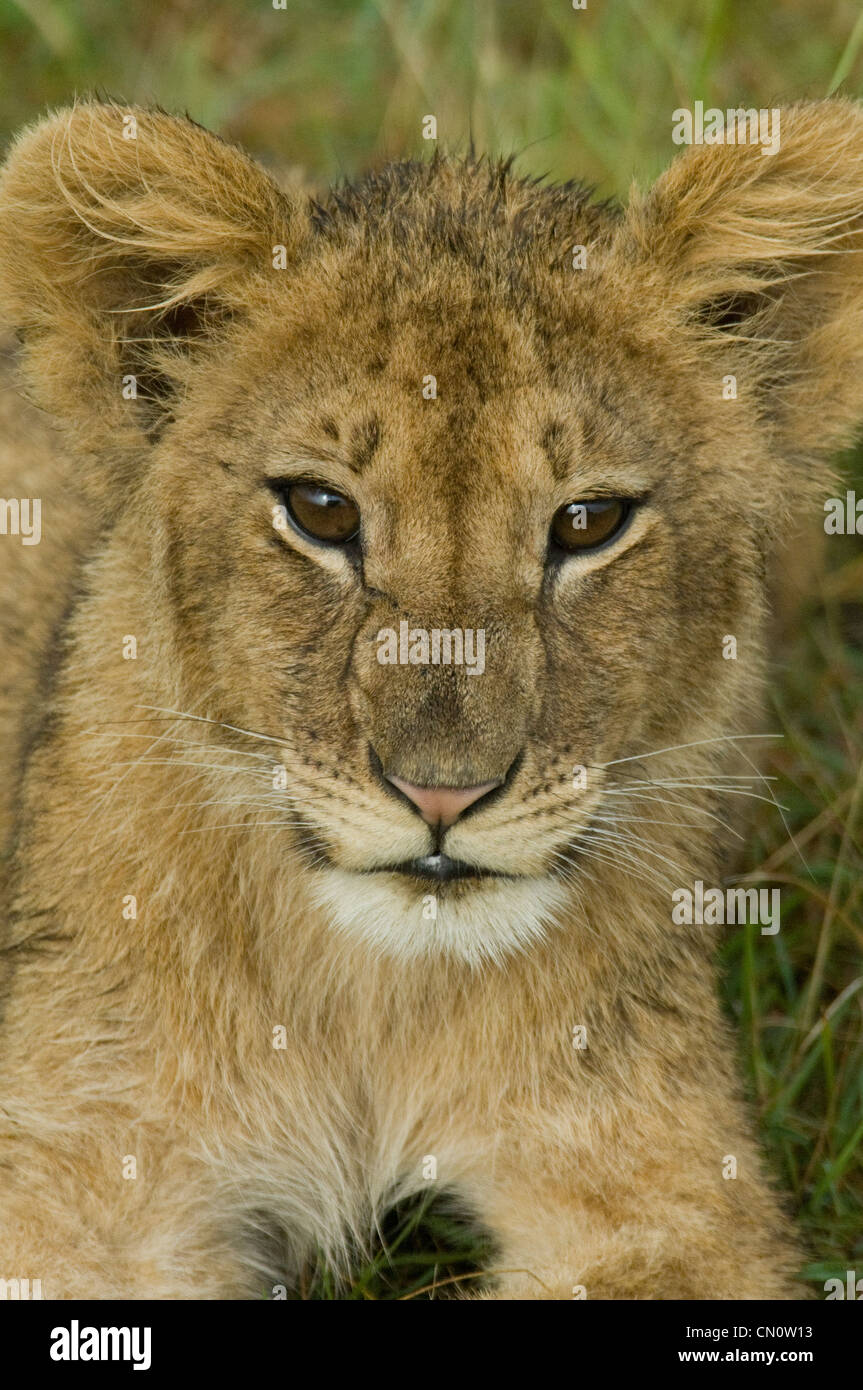 Lion cub face vertical hi-res stock photography and images - Alamy