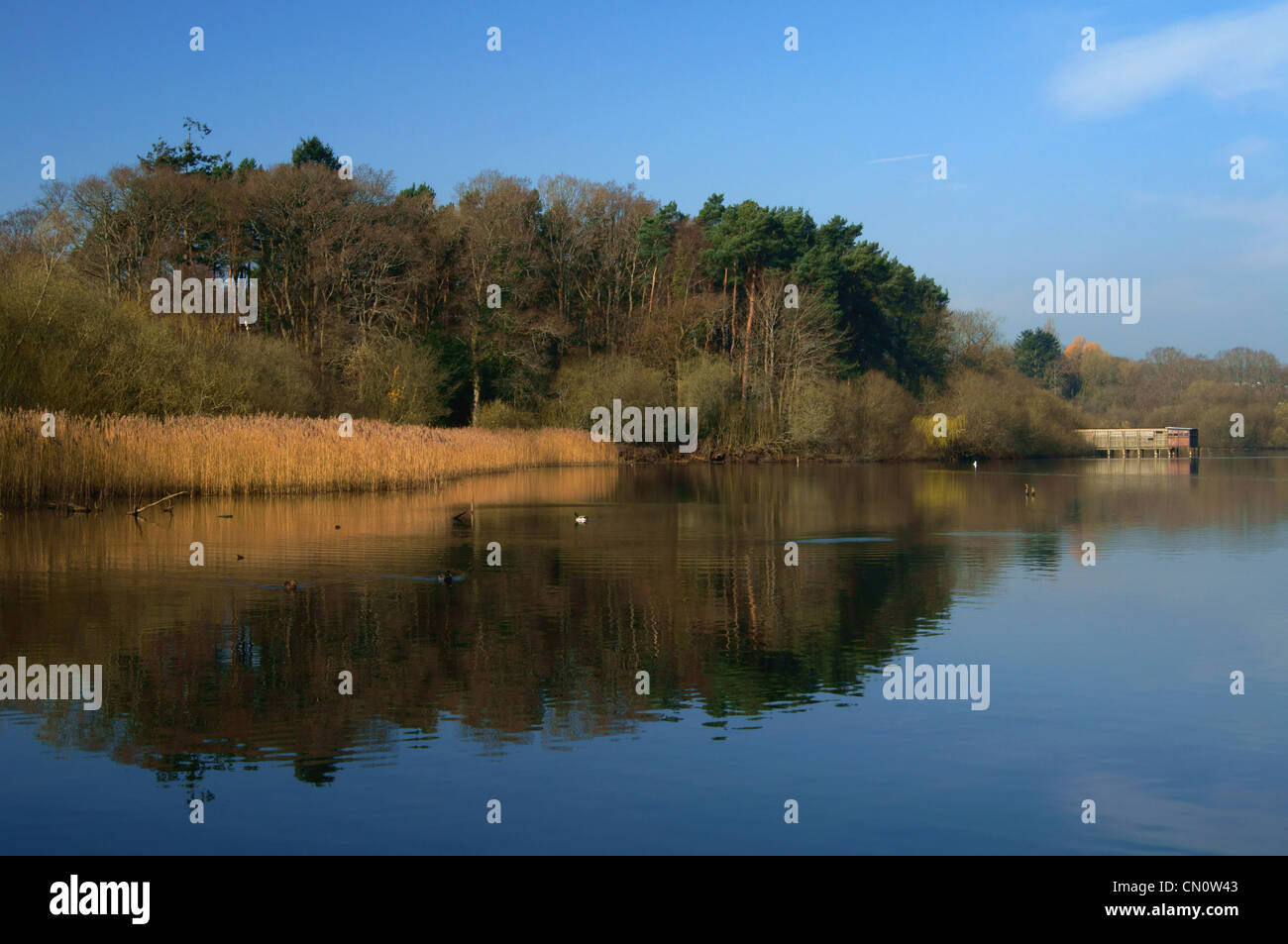 Fishing angling ornithology england uk europe hi-res stock photography ...