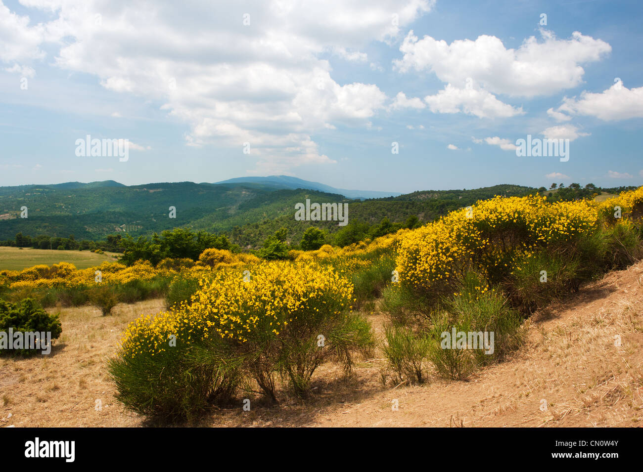 Blooming Broom bushes in French landscape Stock Photo - Alamy