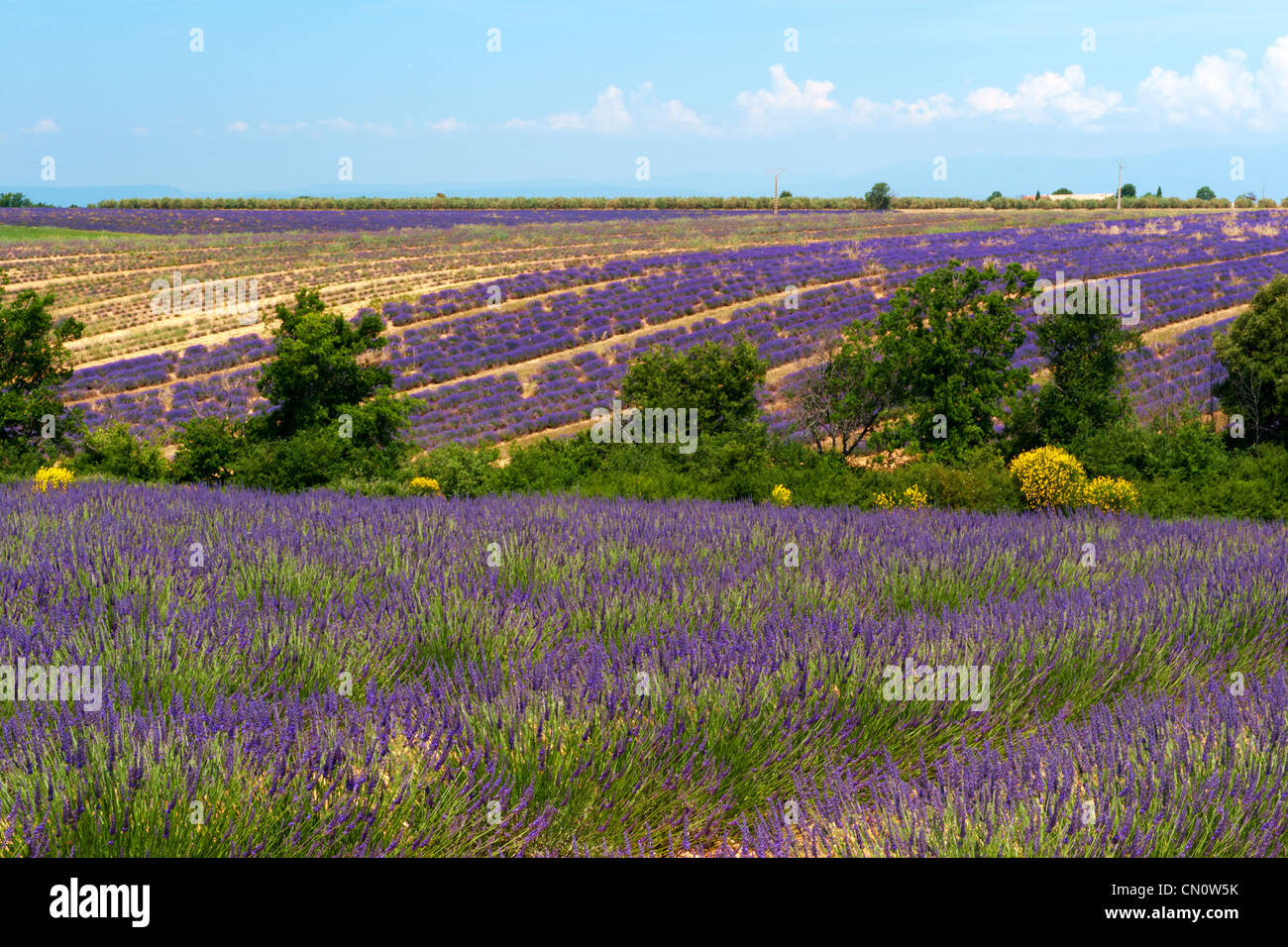 Purple lavender fields in the French Provence Stock Photo - Alamy