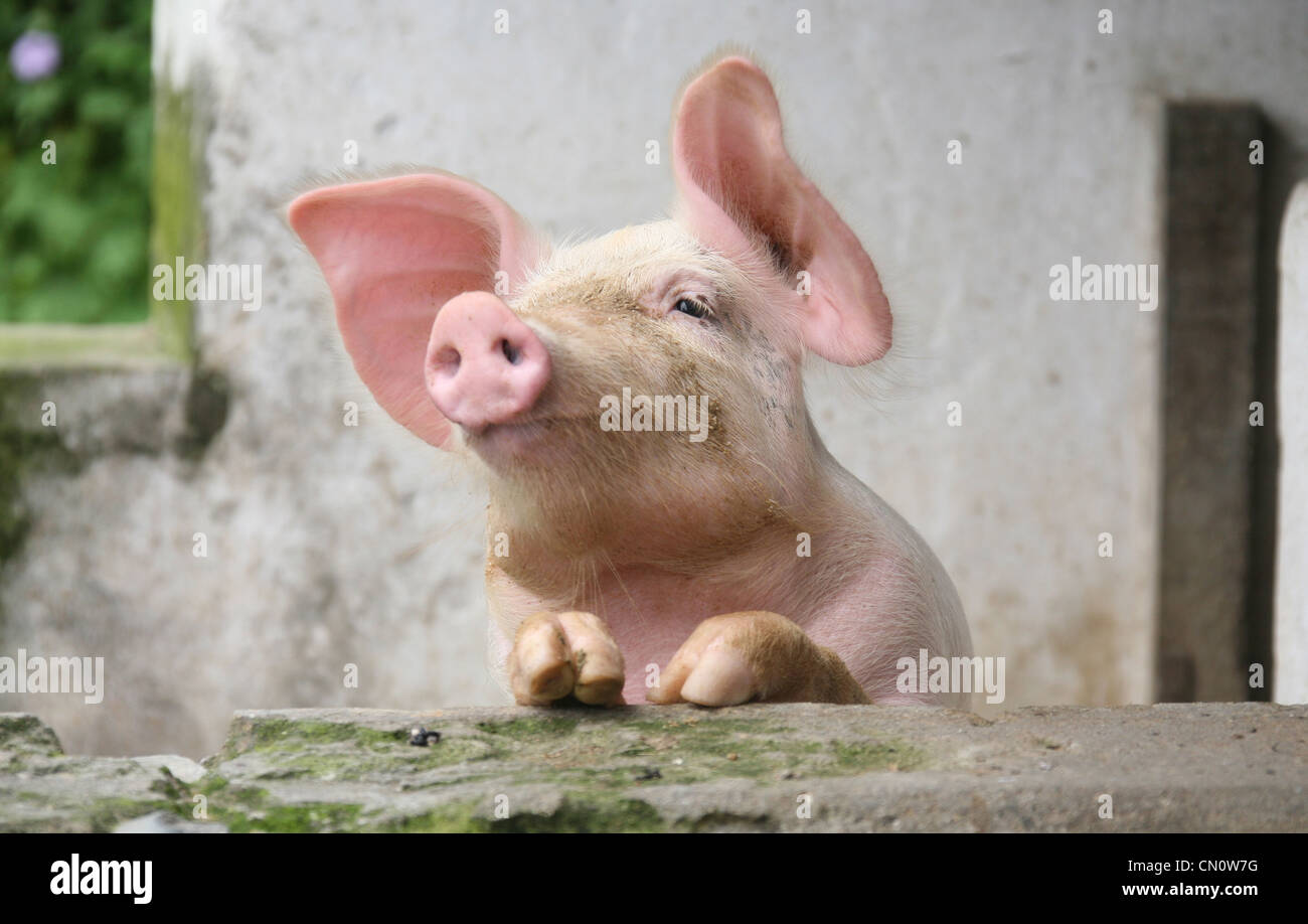 A pig resting on a wall, Nepal Stock Photo - Alamy