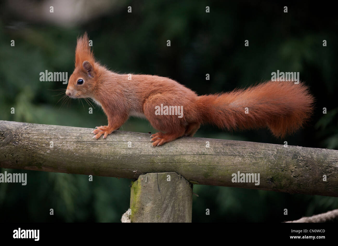 A red squirrel at the British Wildlife Centre in Surrey, Britain Stock ...