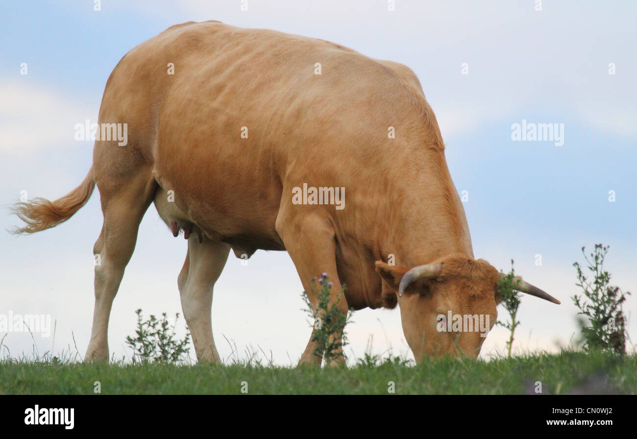 Bulls bullocks hi-res stock photography and images - Alamy
