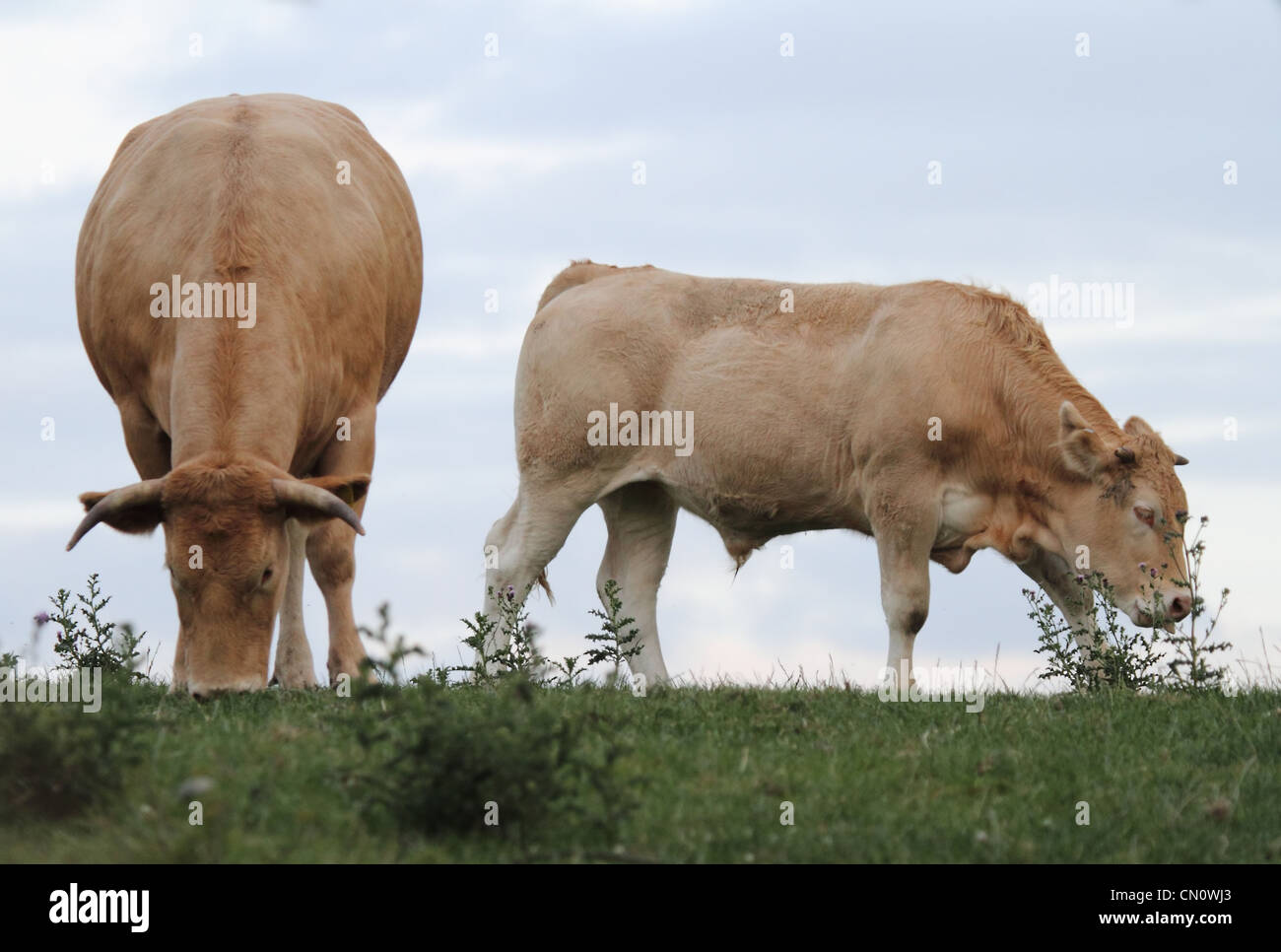 cows bulls bullocks in field Stock Photo - Alamy